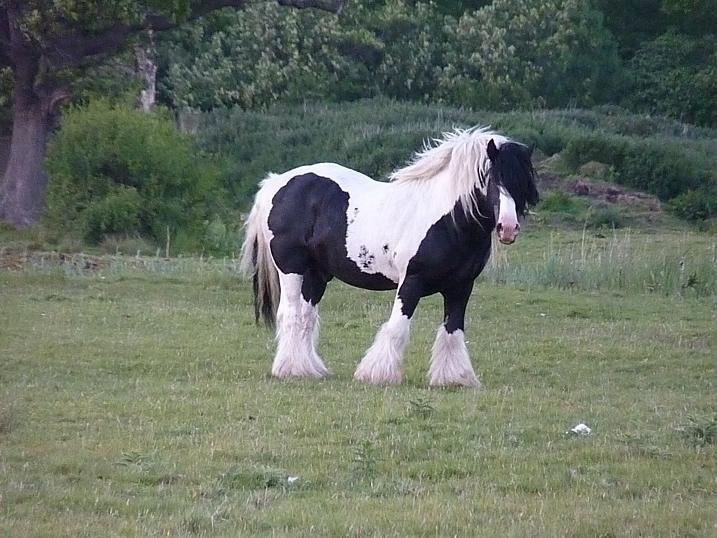 Stallion Hall of Fame