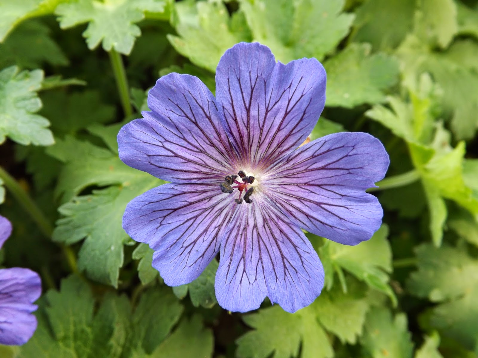 Le Jardin de la Salamandre: Les géraniums de Turquie et du Caucase