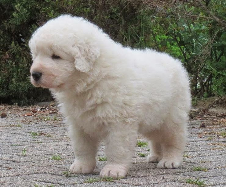 Kuvasz Klips: Puppies! 5