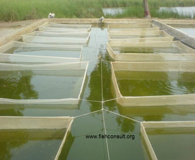 Aqua-business con: Rearing of fish in Hapa