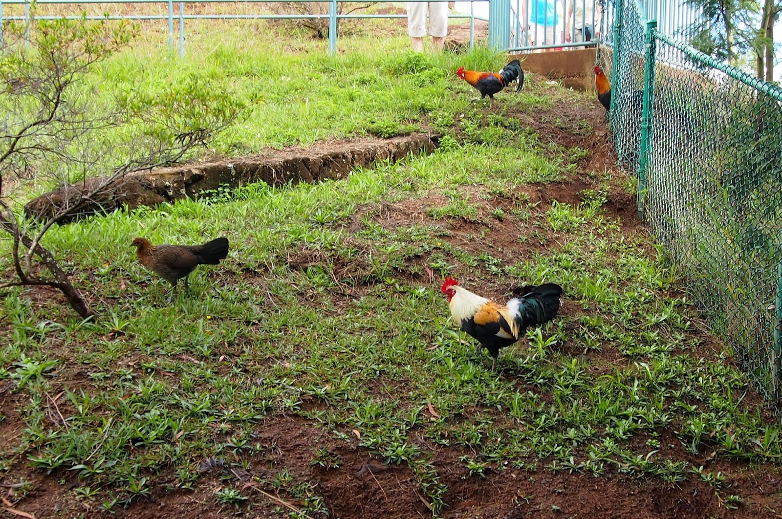 Twisted Fern Farm: Kauai Chickens