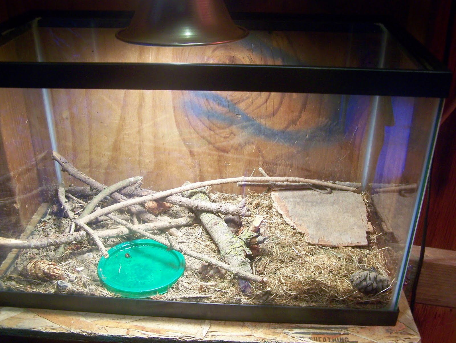 KolionsHerpsCaptive™: Northwestern Terrestrial Garter SNakes