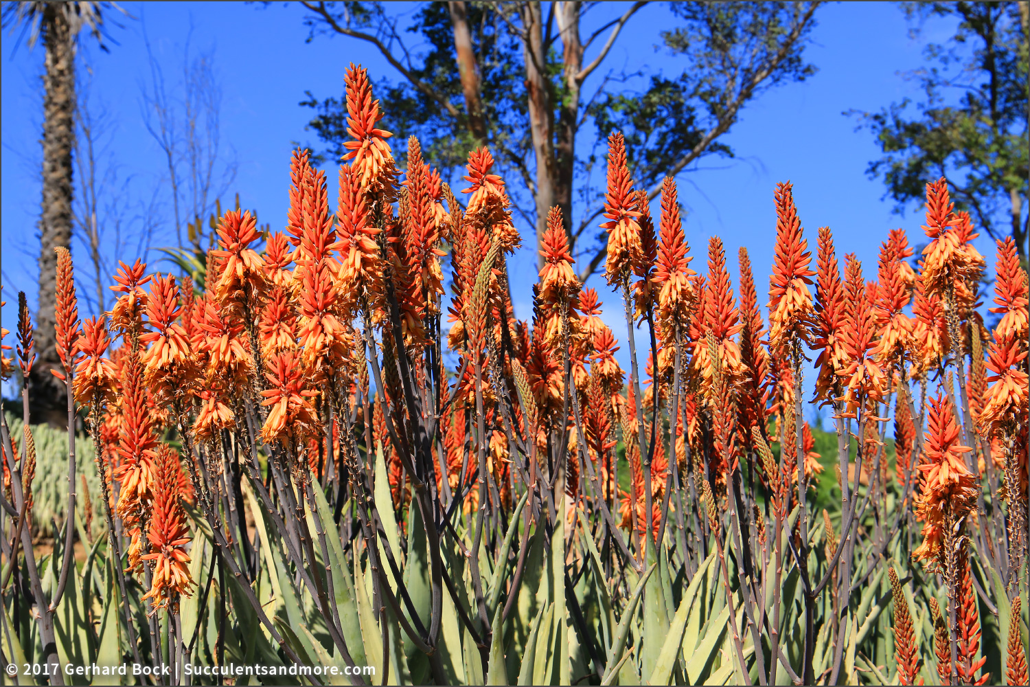 Aloe wonderland at Jurupa Mountains Discovery Center in Southern California