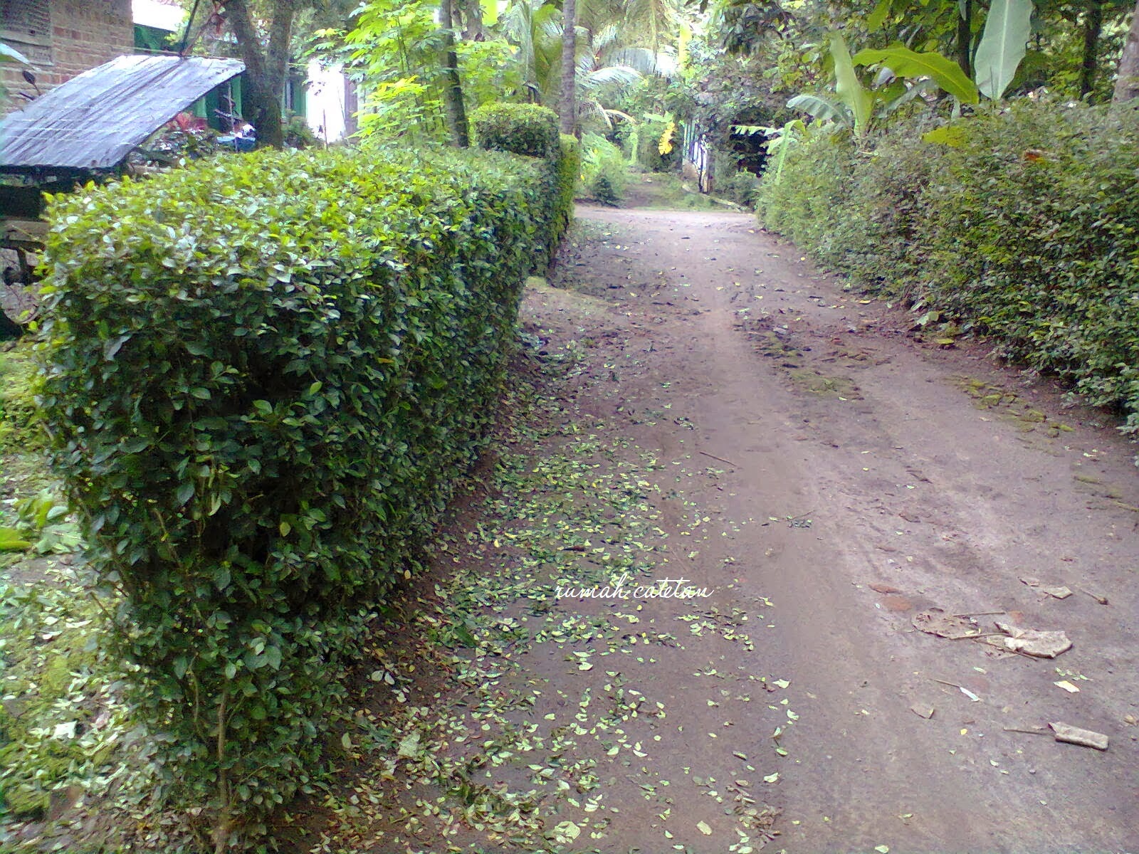 Pagar Hidup Untuk Taman ~ Arya Flower Landscape