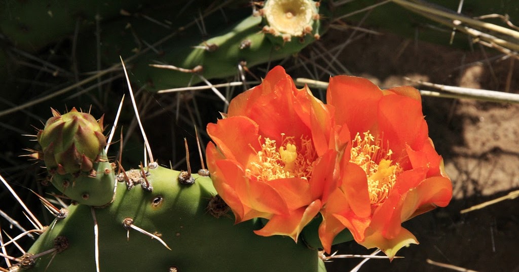 Flora Bonaerense: Penca (Opuntia sulphurea)