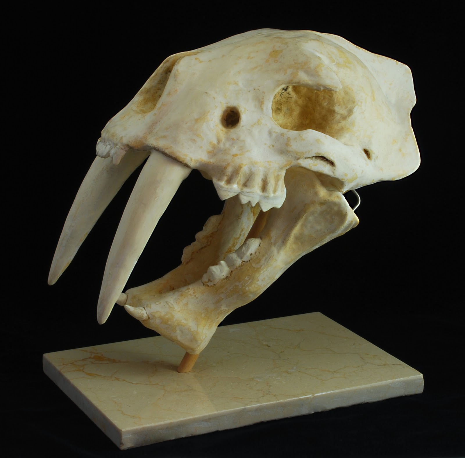 Tigre Dientes de Sable (craneo)