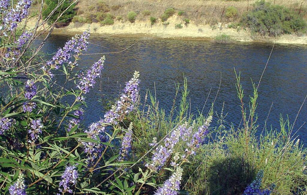ΑΠΟΚΑΛΥΨΗ ΤΩΡΑ ΣΕ ΟΛΑ..!: ΛΥΓΑΡΙΑ Ή ΚΑΝΑΠΙΤΣΑ... ΤΟ ΓΥΝΑΙΚΕΙΟ ΒΟΤΑΝΙ...