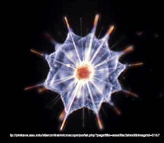 Bizarre Creature of the Day: Creature 262: Acantharea