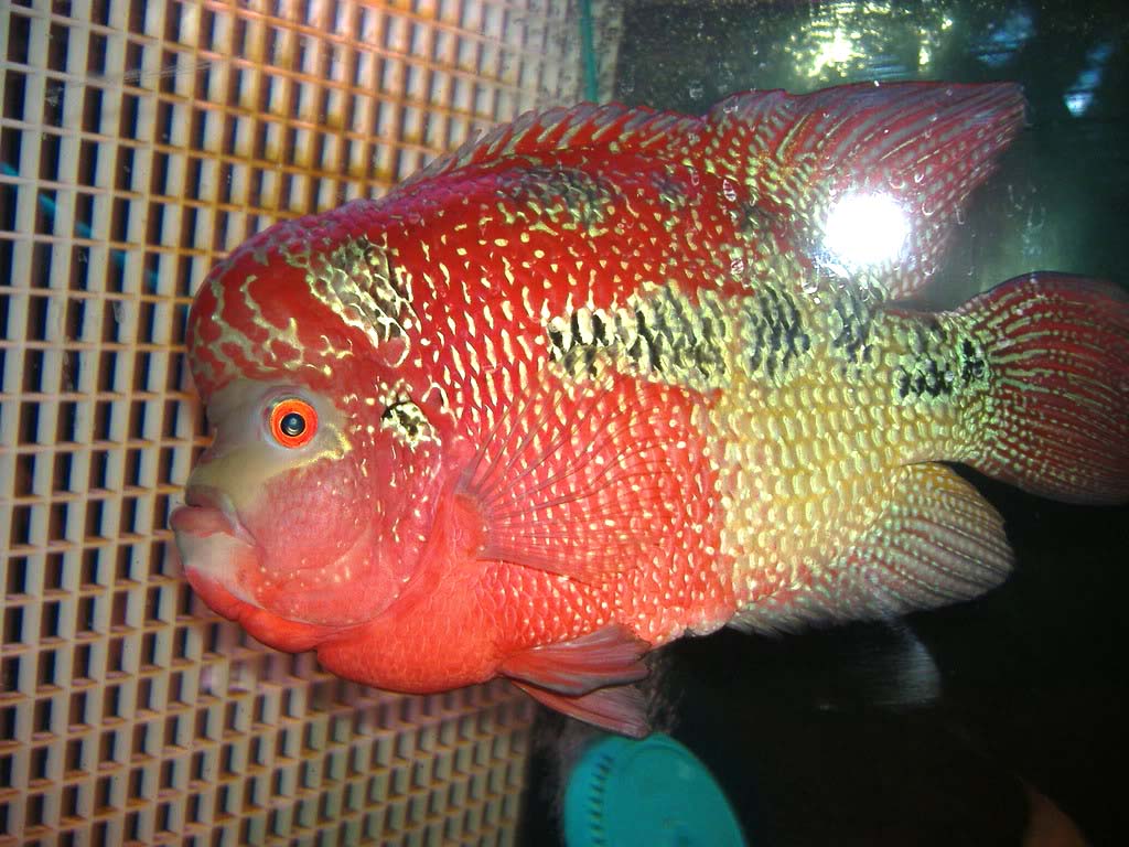 Flowerhorn The Hybrid Cichlids: Red Kamfa Flowerhorn