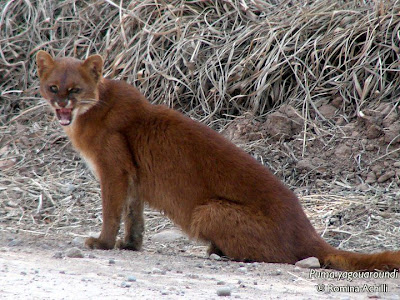 Argentina nativa: Yaguarundí (Puma yagouaroundi)