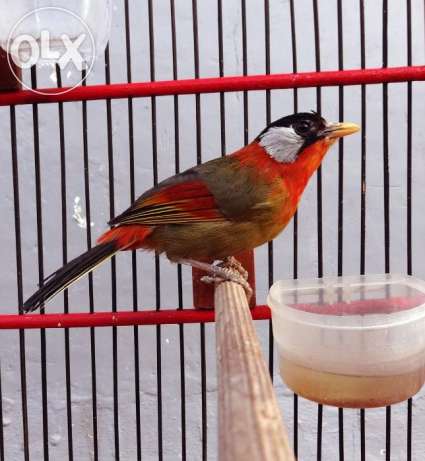 perawatan burung pancawarna agar cepat gacor | JBBKICAU