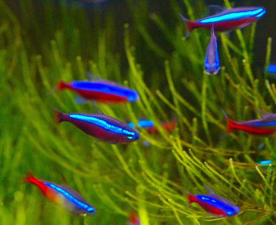 Neon Peixe de Cores Exuberantes Saiba mais sobre essa belezinha