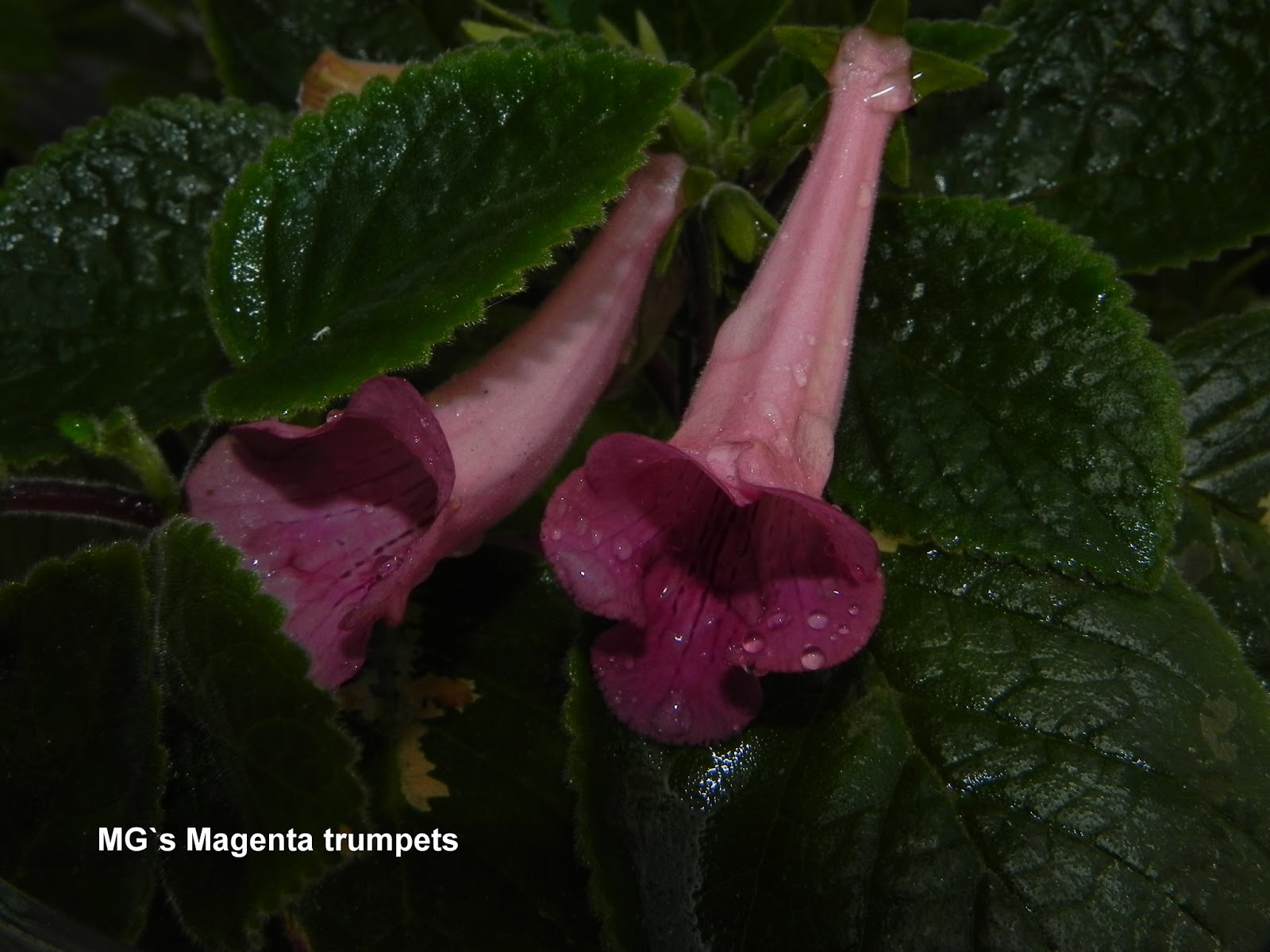 My passion: Plants: Sinningia & Mini sinningia my hybrids - MG`s sinningia