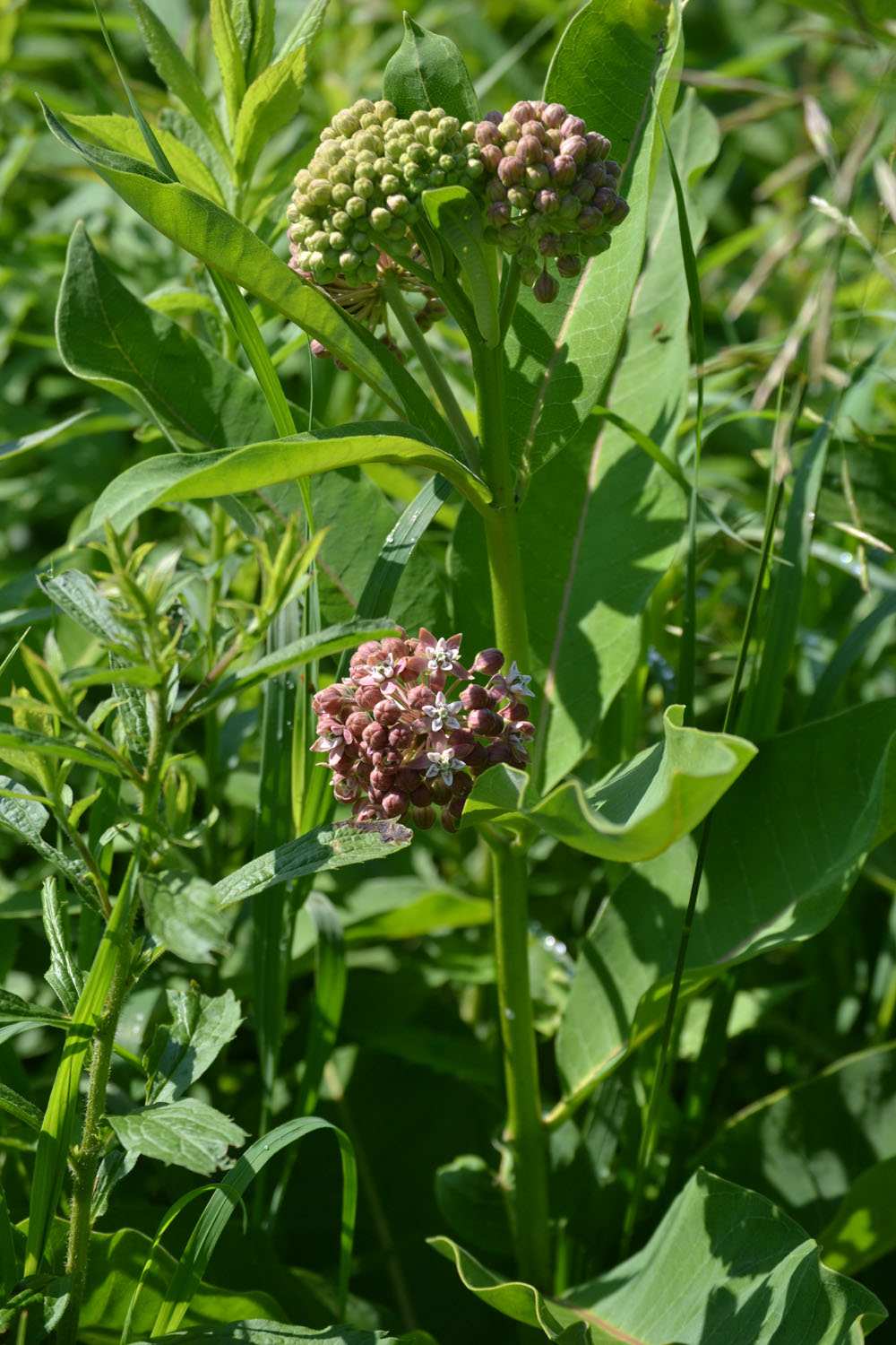 Woods Walks and Wildlife: June 2011