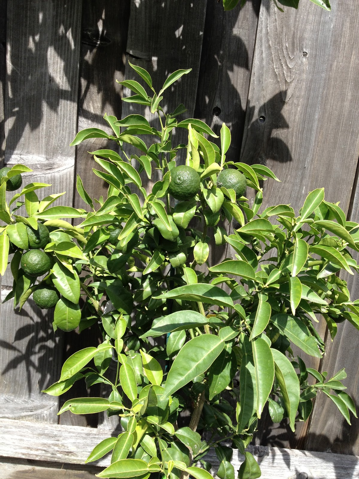 徳島県人会 北カリフォルニア阿波っ子の会: English