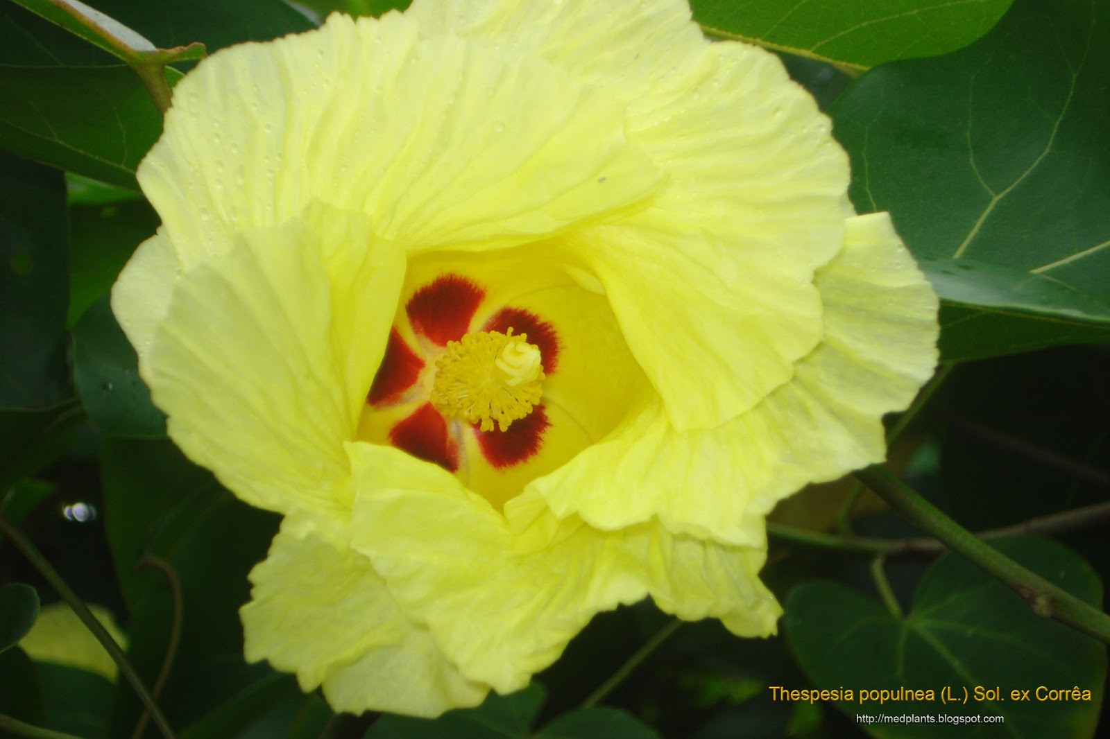 Medicinal Plants: Thespesia populnea Poovarasu Gangaraavi Paaraspipal ...