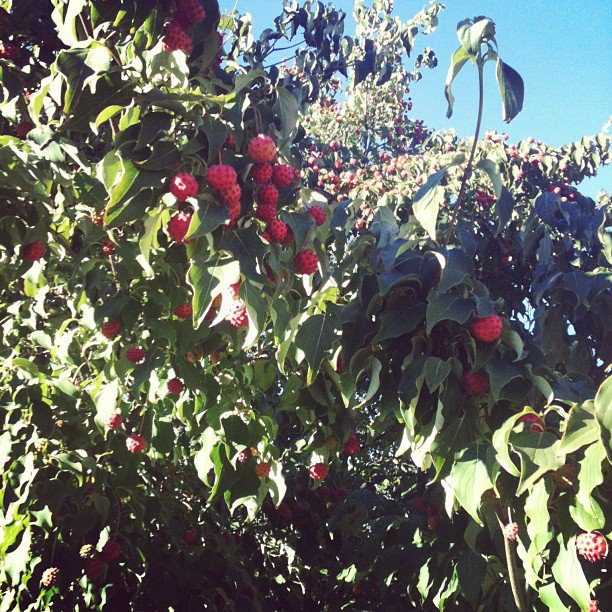 Plant Journeys: Dear Hormones