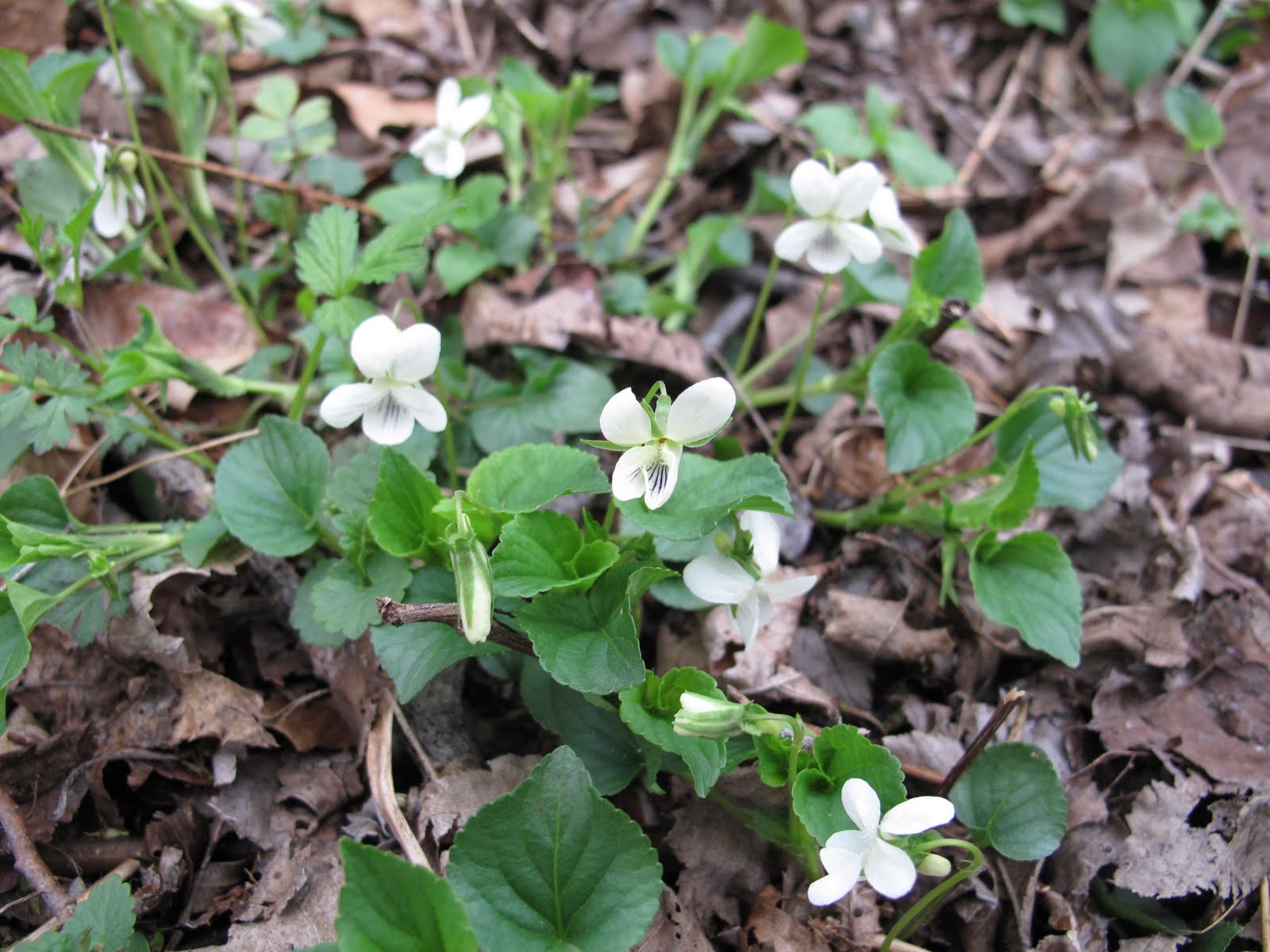 Now Showing Near You: Wildflowers: April 27, 2011 Is a garden a natural ...