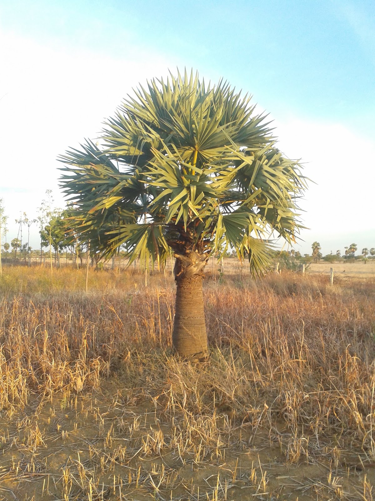 My Pictures Library : Palm Tre e ,(Panaimaram),