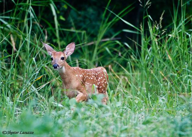 Friends of Hagerman National Wildlife Refuge: Deer at Hagerman NWR
