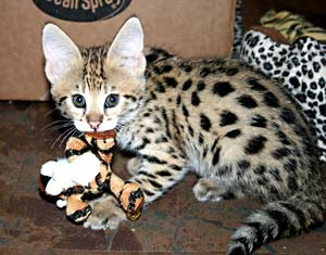 Cute Savannah Cats