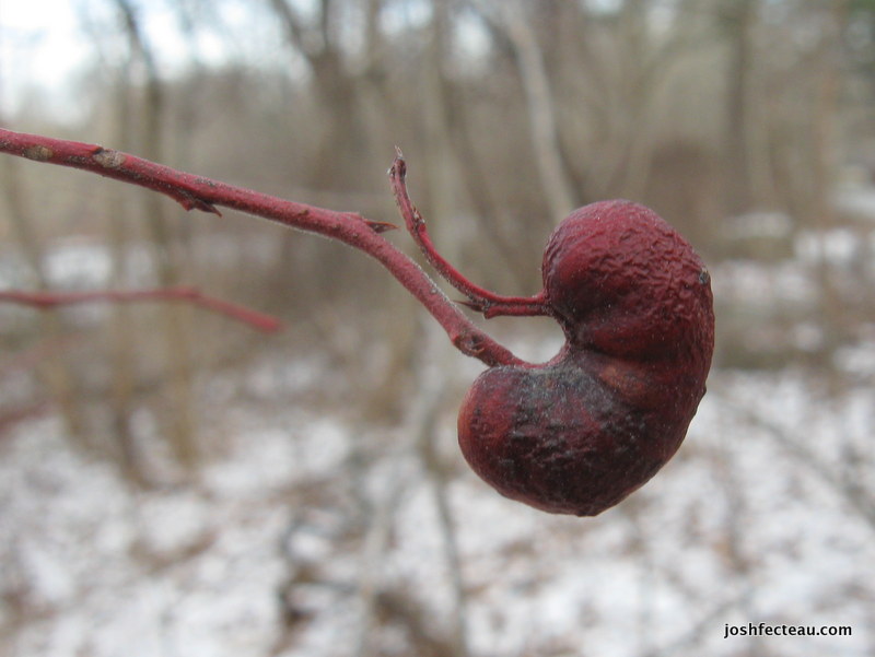 Springfield Plateau: Blueberry Stem Gall