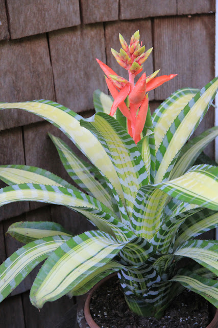 BirdCam on Cheltenham: Bromeliads in bloom