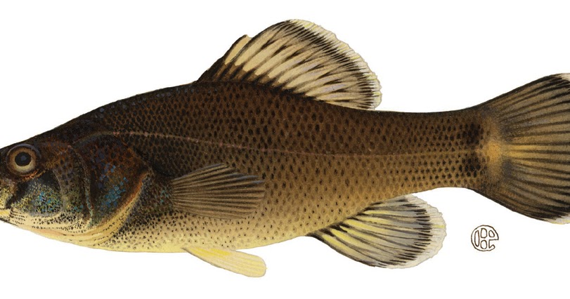 Virginia Tech Ichthyology Class : Is the Pirate Perch Really a Ghost? A ...