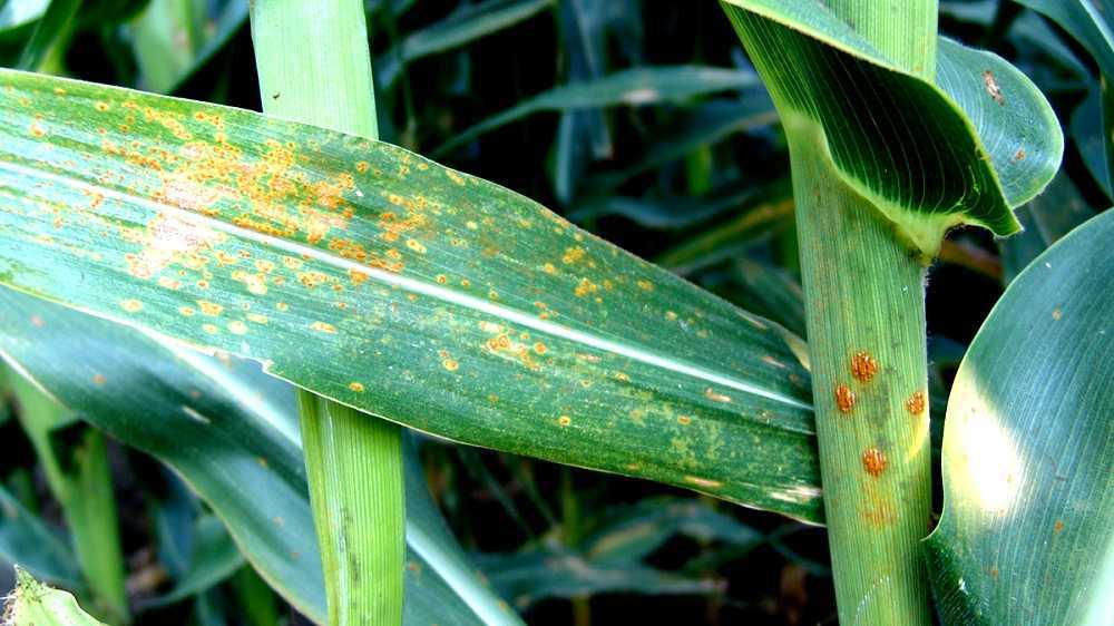 Southern corn leaf blight
