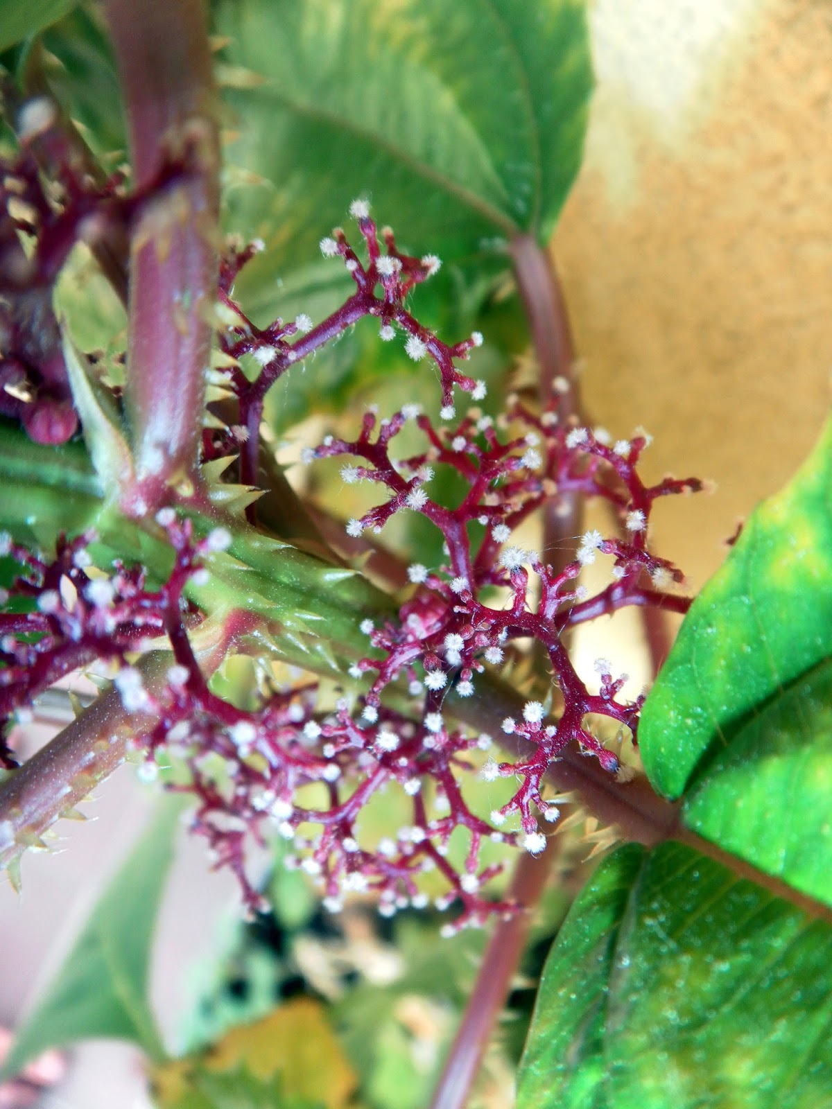 Scirpidiella's Plants: Urtigão, Shrubby Nettle (Urera cf. nitida)