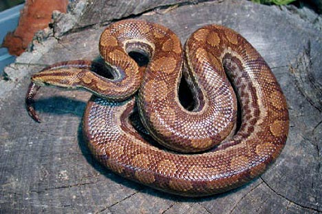 Boa Snake | Snakes