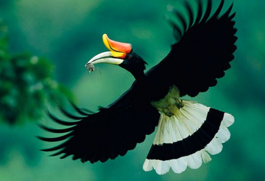 Mengenal Si unik Burung Rangkong (Enggang)