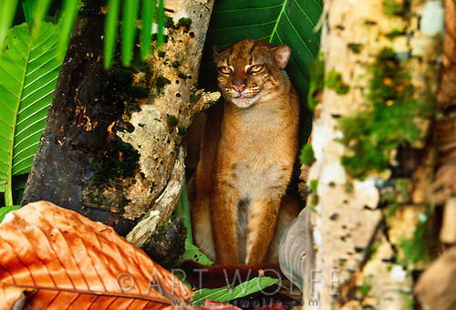 Endangered Earth Blog: Borneo Bay Cat