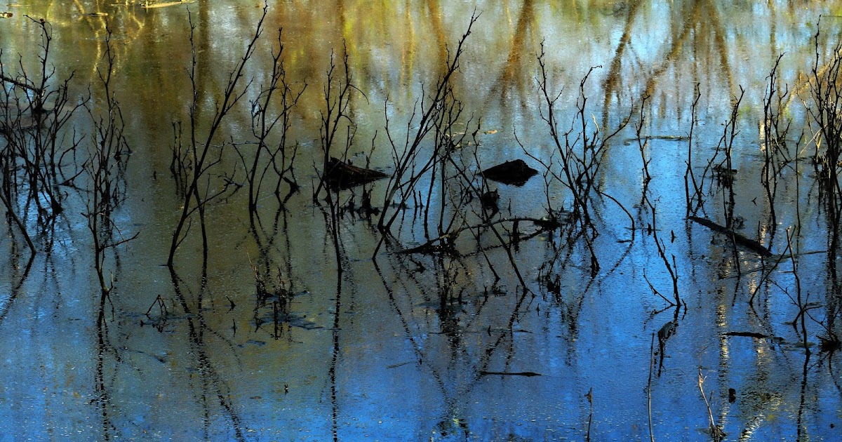 Arq. Myriam Mahiques´art: Abstractions in nature. Abstracciones en la ...