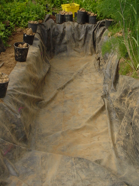 Slug Moat: Pond, Rainwater Catchment, & Protected Nursery ...