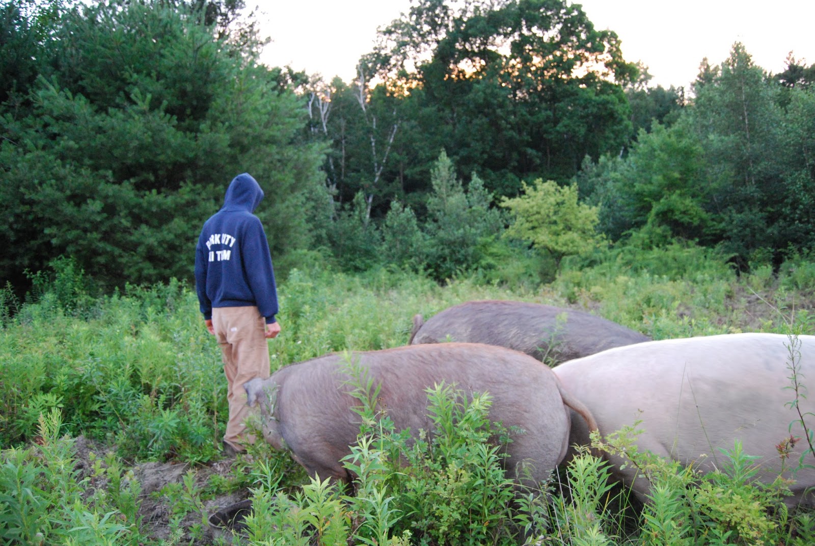 Climbing Tree Farm: Pigs, Glorious Pigs!