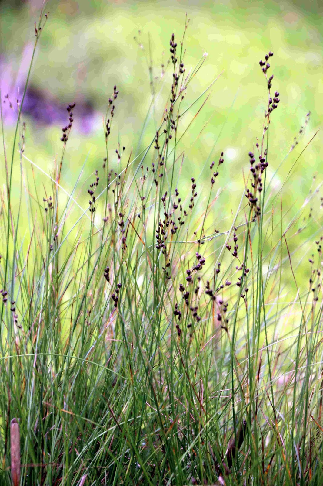 Avalonia eTrails: An Update from Dodge Paddock/Beal Preserve