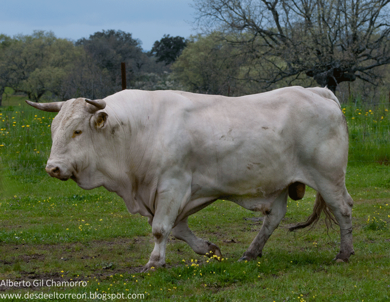 Pin de Jim Durham em Spain #5 Cattle Breeds | Raca, Bovino