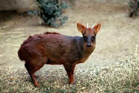 Un chico realmente ESPECIAL: LOS ANIMALES DE MI TIERRA U-Z