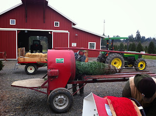 Sanna's Bag: In search of the wily Christmas tree