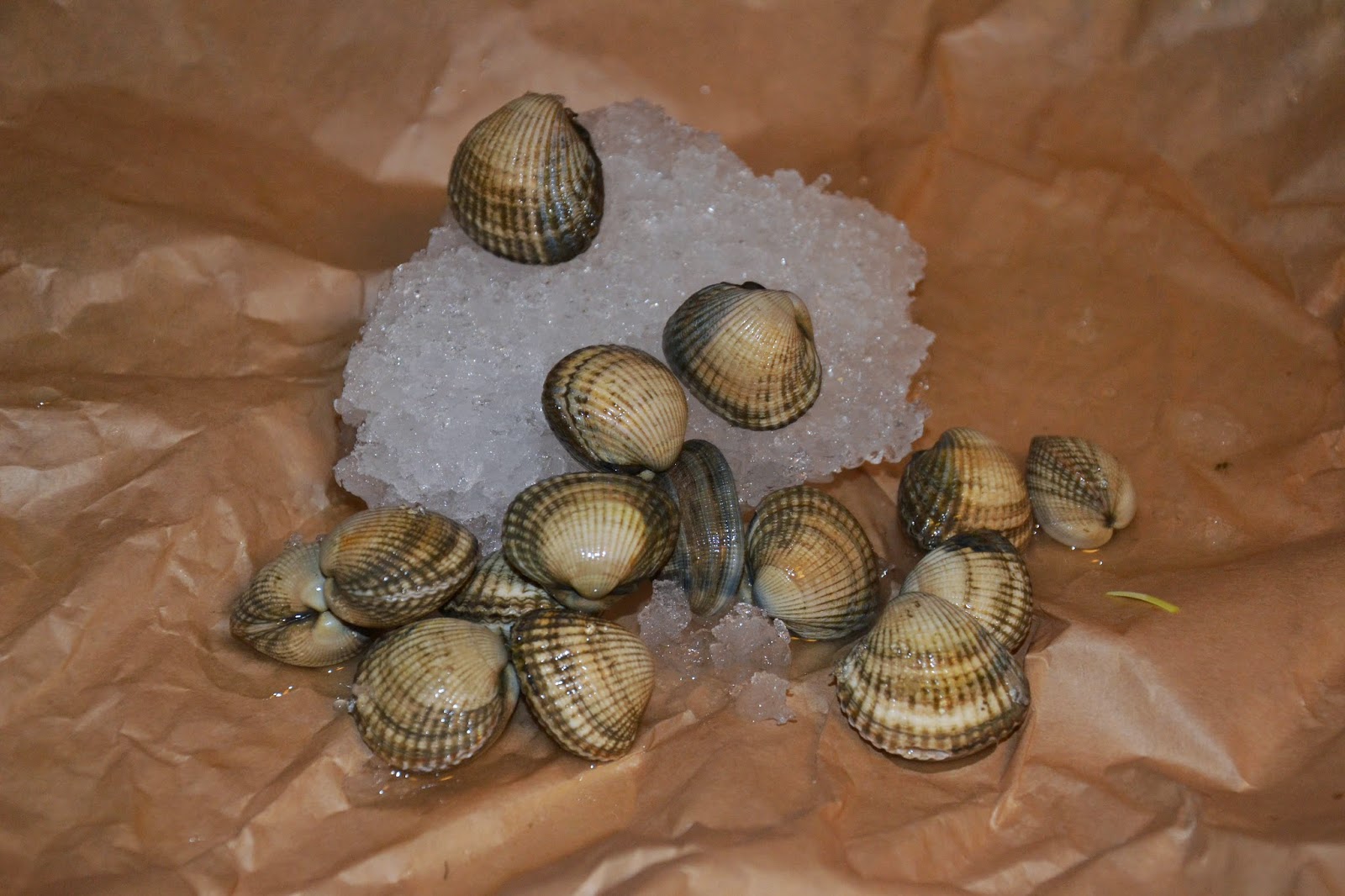 Oppdag Fisk!: Hjerteskjell/Cockle/Cardiidae (Saltvann)