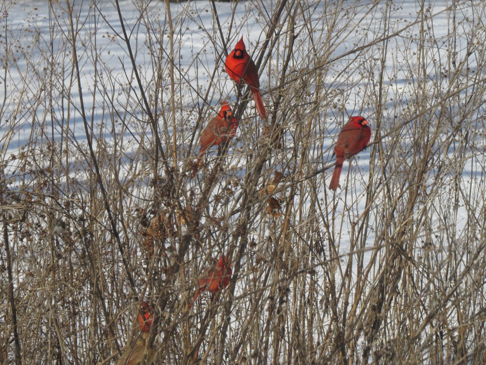 Blue Jay Barrens: 2017 Blue Jay Status