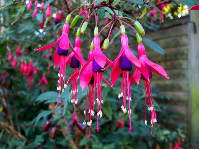 Fuchsia magellanica «aljaba» - Id Plantae