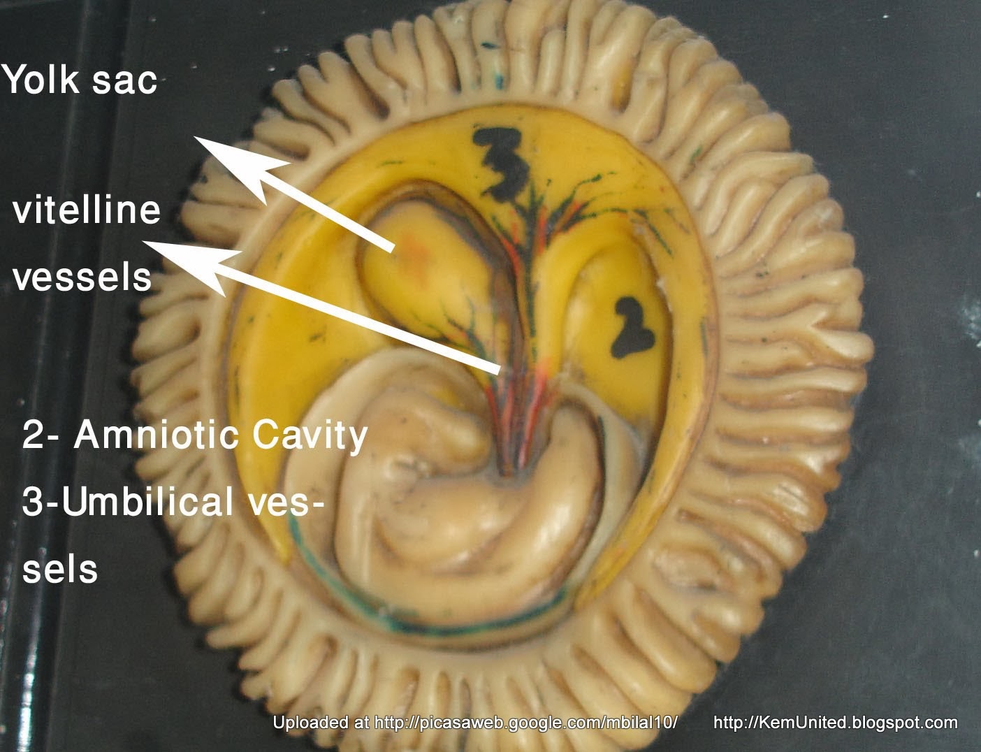 Embryology Models (some are labelled)