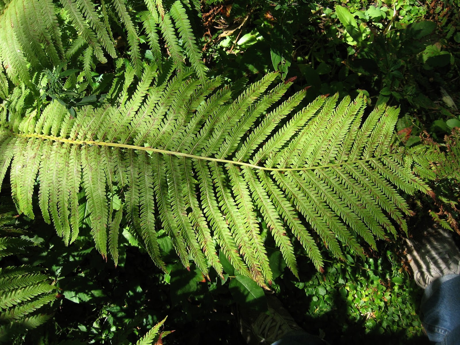 Tangled Web: Ostrich Fern (Matteuccia struthiopteris)