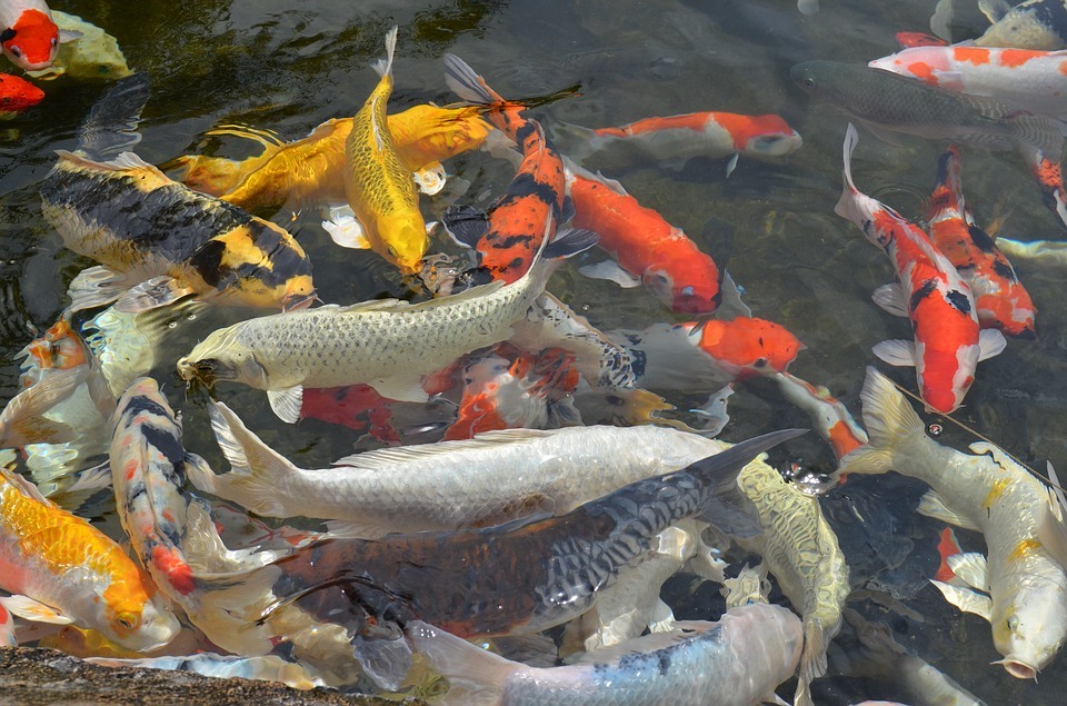 ESIKLOPEDI IKAN KOI DAN ISTILAH KAMUS KOI | ANEKA HEWAN PELIHARAAN DAN ...