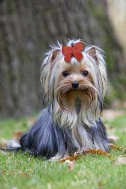 NaveDivulgante (Hasta 2013): Eto-nterías: las nanas del perro