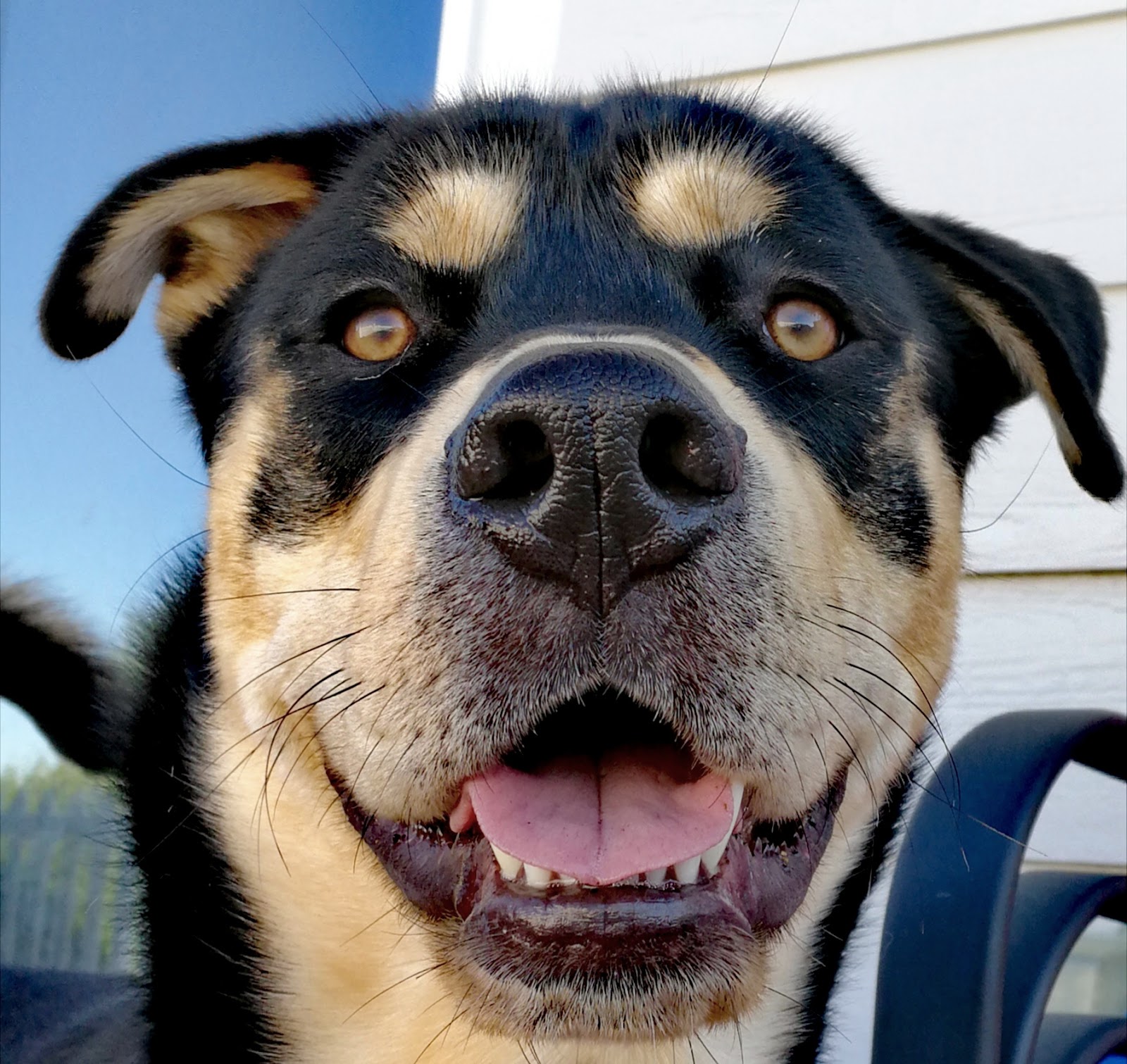 Rottsky = Rottweiler + Husky: Bruh, do I even know you?!