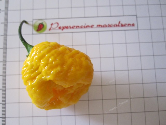 peperoncino mascalzone: 7 POD BRAIN STRAIN