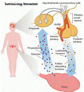 luteinizing hormone Activity - hormones